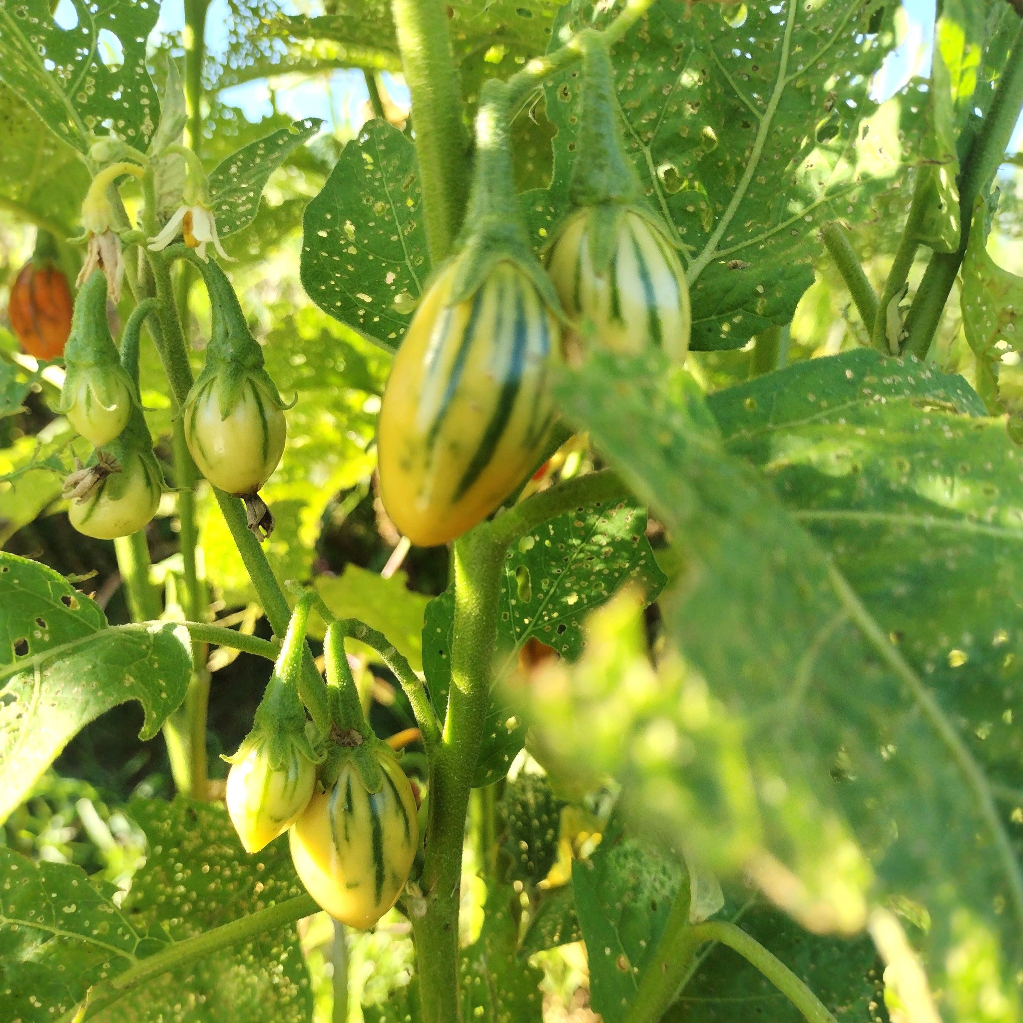 Striped Garden Egg – Sistah Seeds