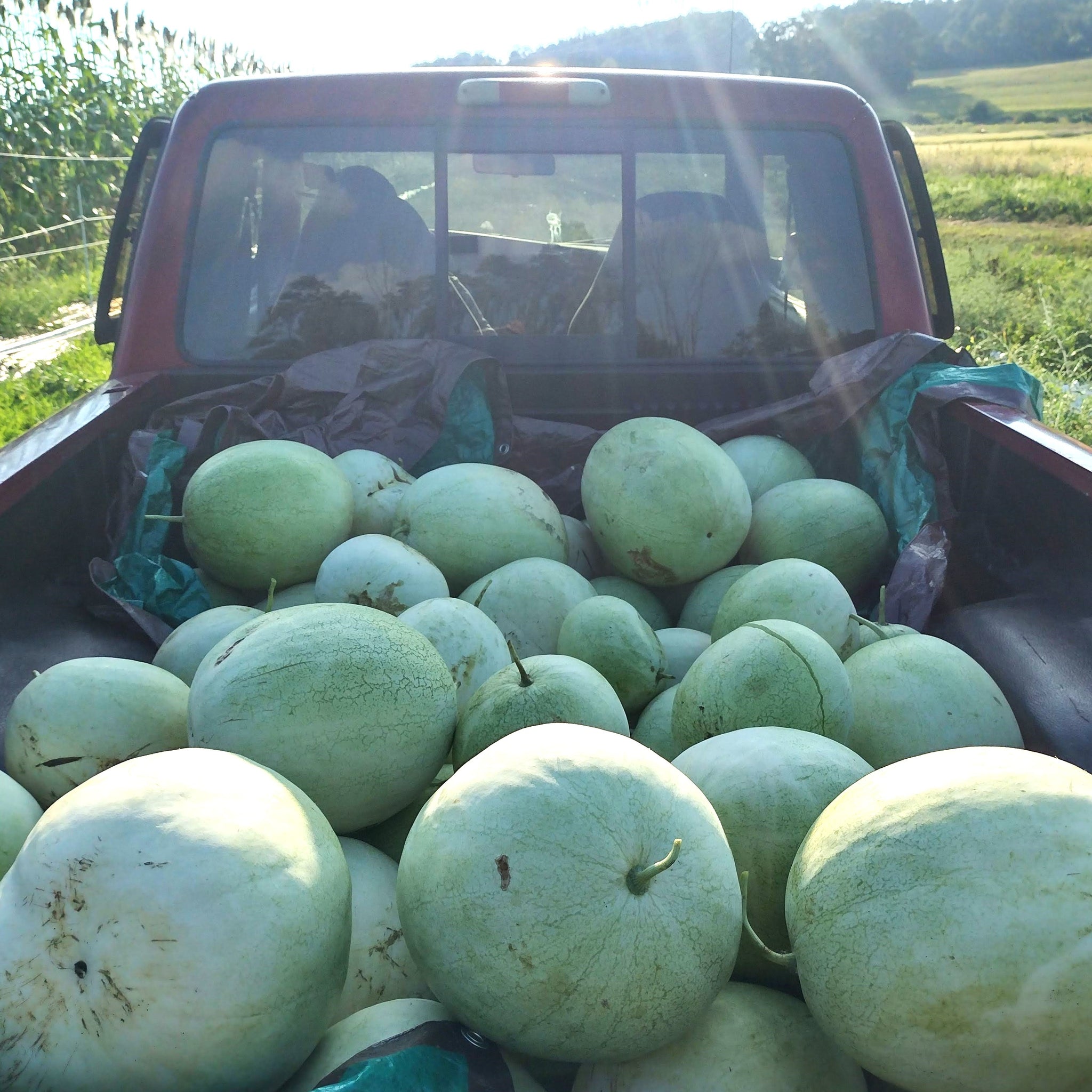 Large White Watermelon – Sistah Seeds